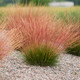 Festuca glauca 'Sunrise' | Blue Fescue | Sarah Raven