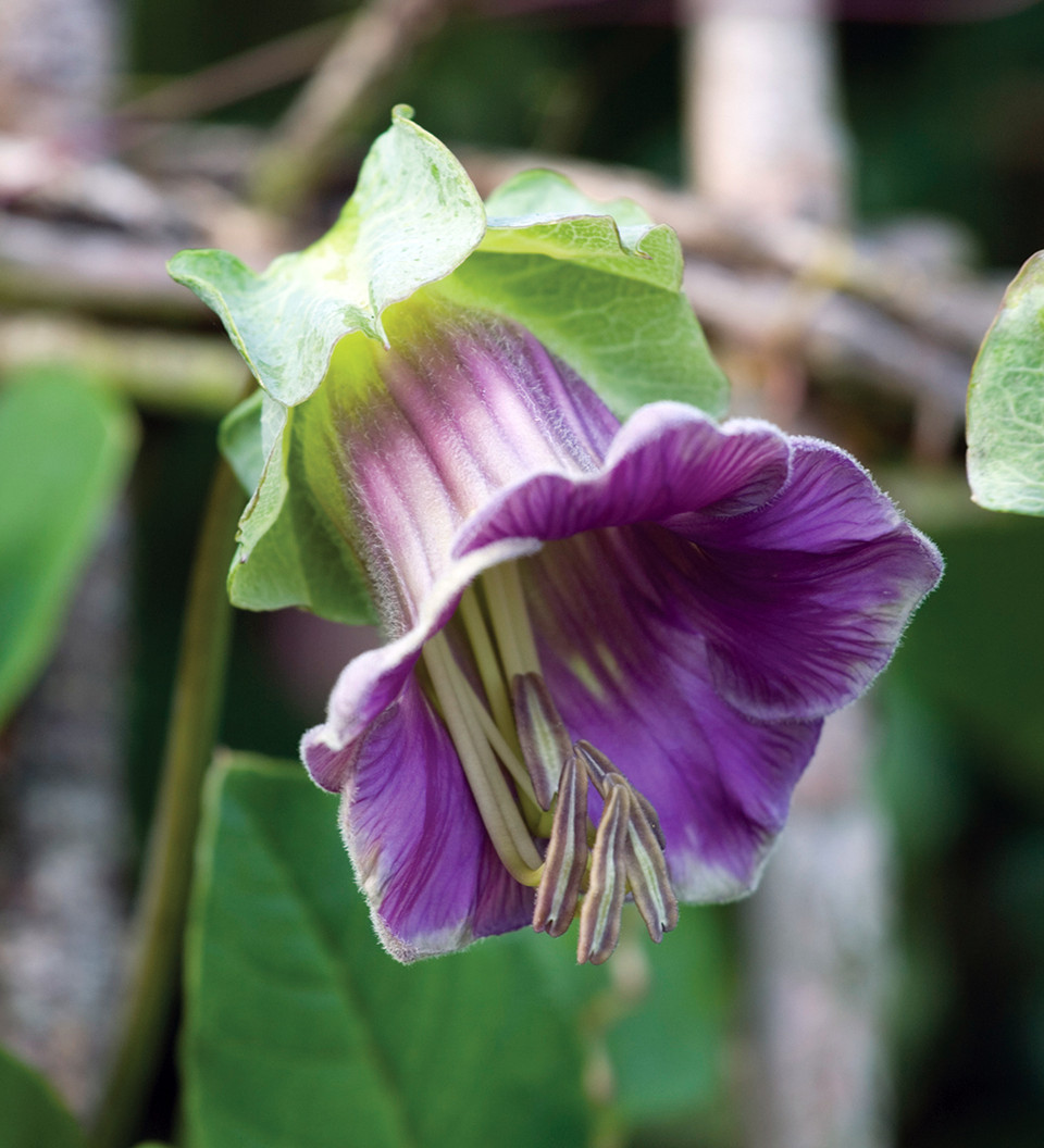 Buy Cobaea Scandens 'Purple' | Cup & Saucer Vine | Sarah Raven