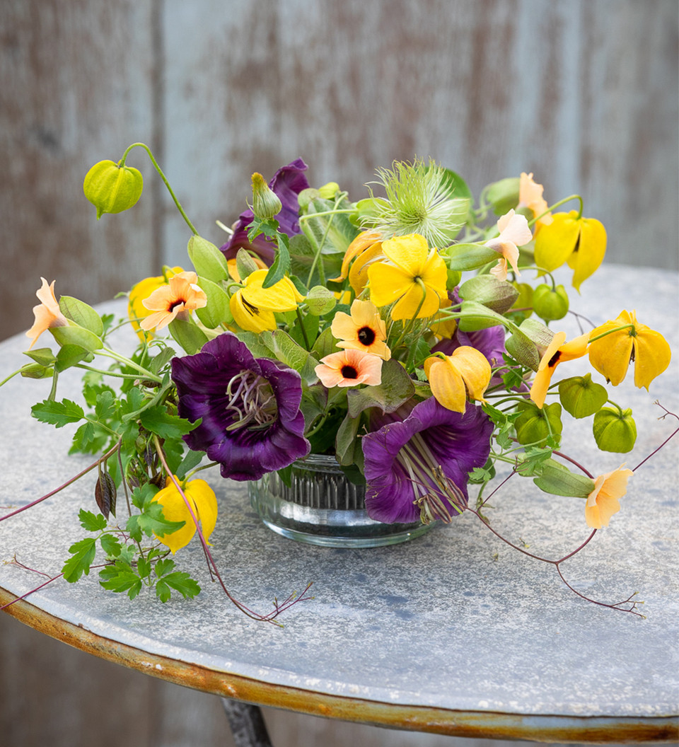 Buy Cobaea Scandens 'Purple' | Cup & Saucer Vine | Sarah Raven