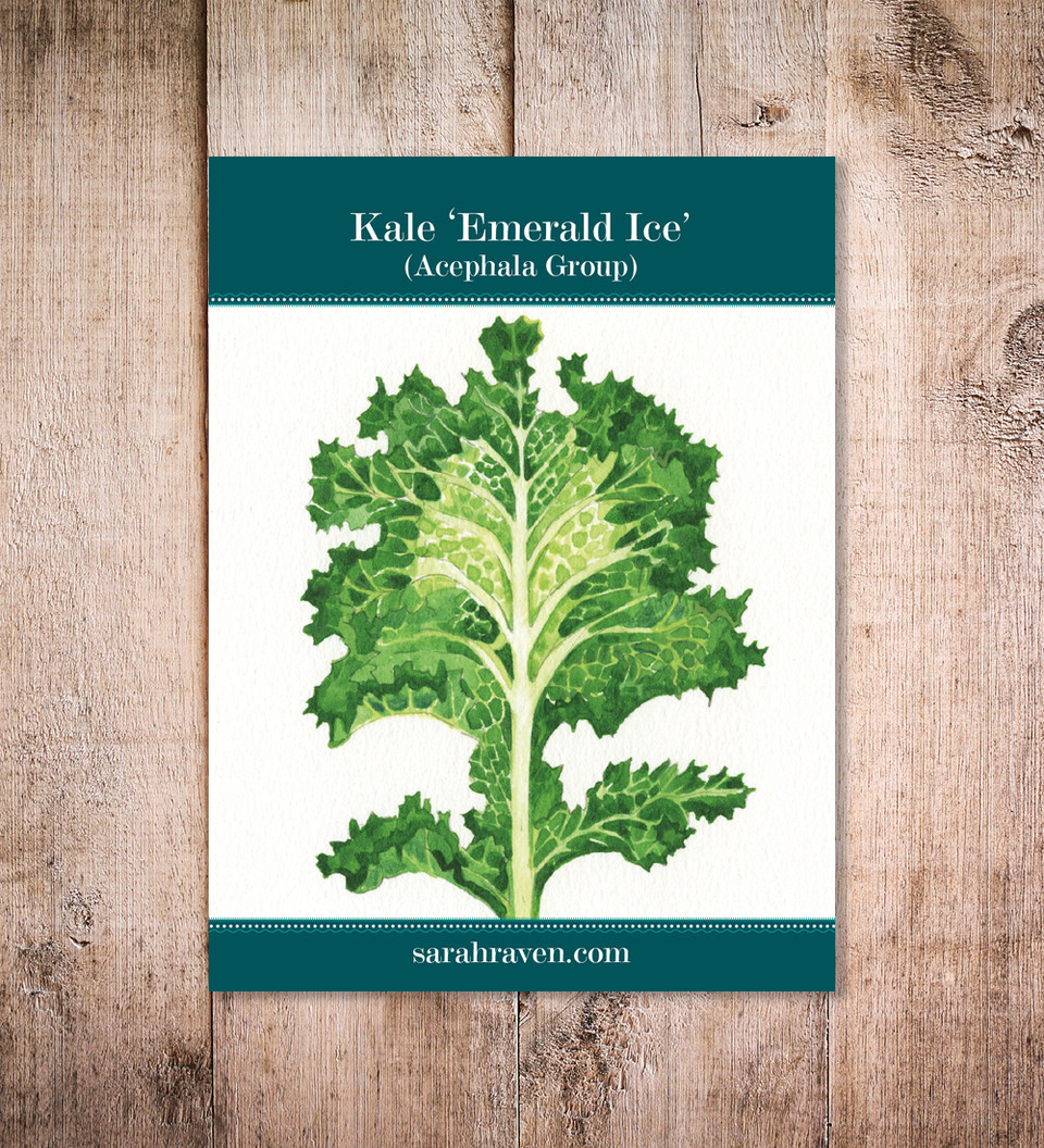 Buy Kale 'Emerald Ice' (Acephala Group) | Sarah Raven
