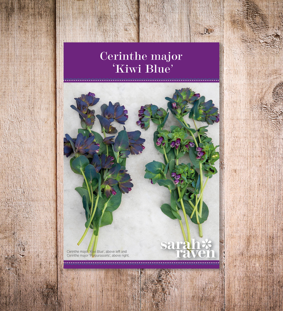 Buy Cerinthe major 'Kiwi Blue' | Honeywort Seeds | Sarah Raven
