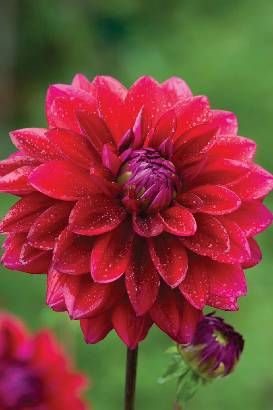 Buy Venetian Dahlia Collection | Sarah Raven