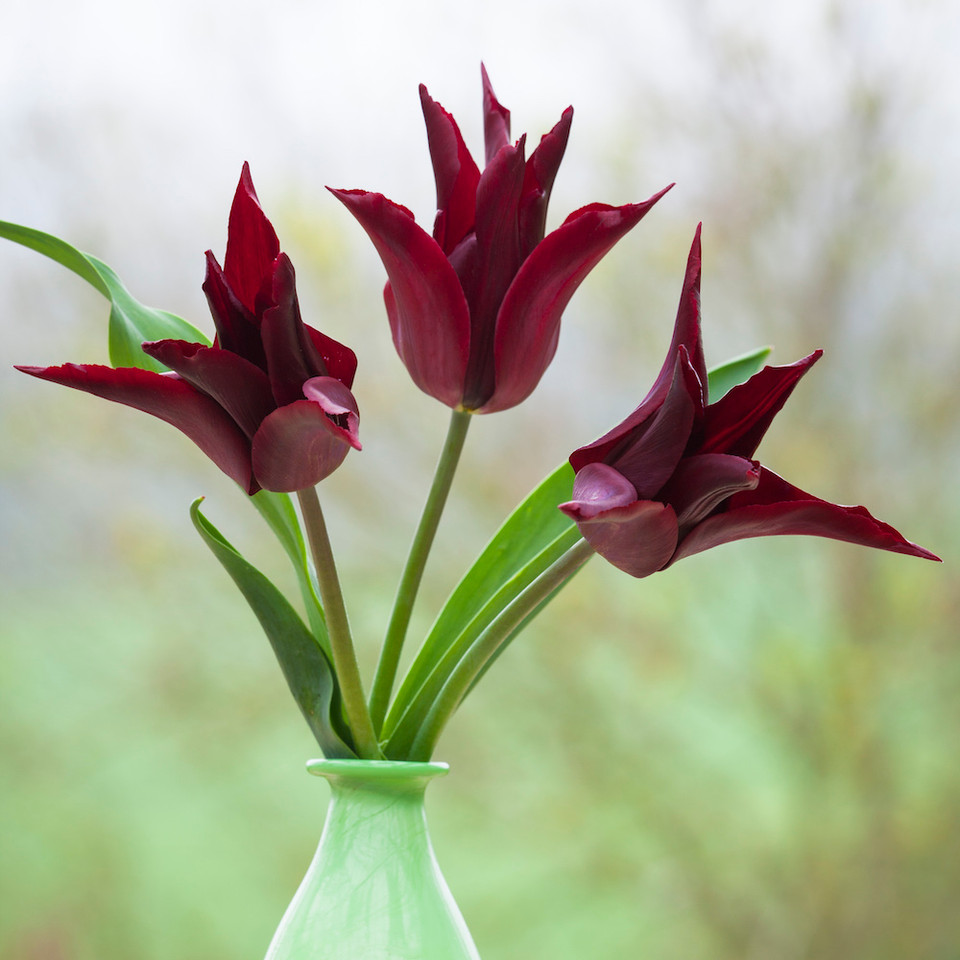 Buy Tulip 'Sarah Raven' Bulbs | Lily Flowered Tulips | Sarah Raven