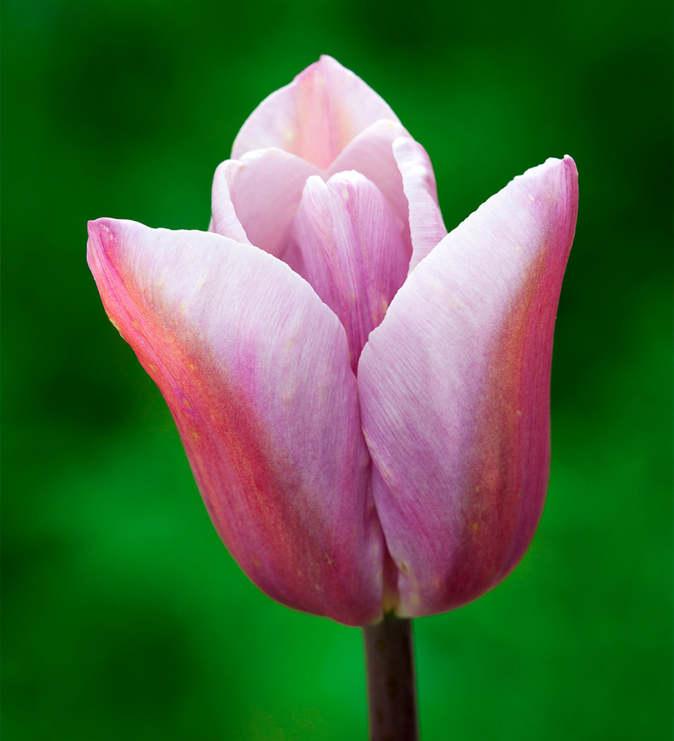Fruit Salad Tulip Collection | Tulip Mixes | Sarah Raven