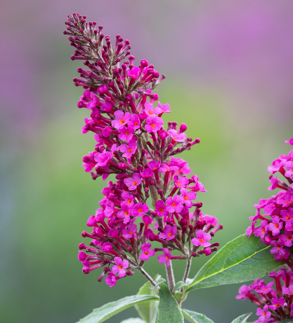 Buddleja 'Hot Raspberry' (Buzz Series) | Butterfly Bush | Sarah Raven