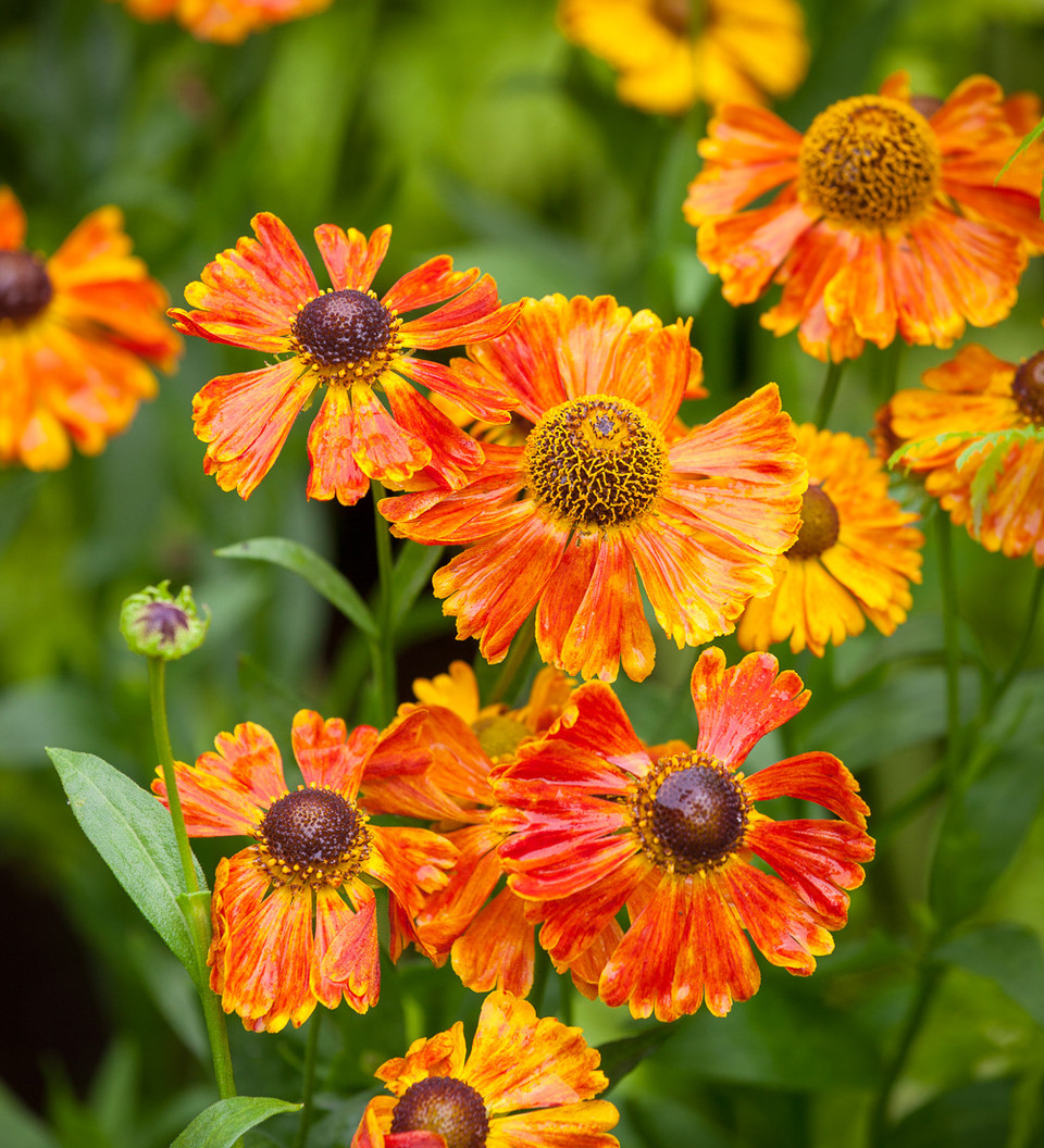 Helenium Collection | Sarah Raven