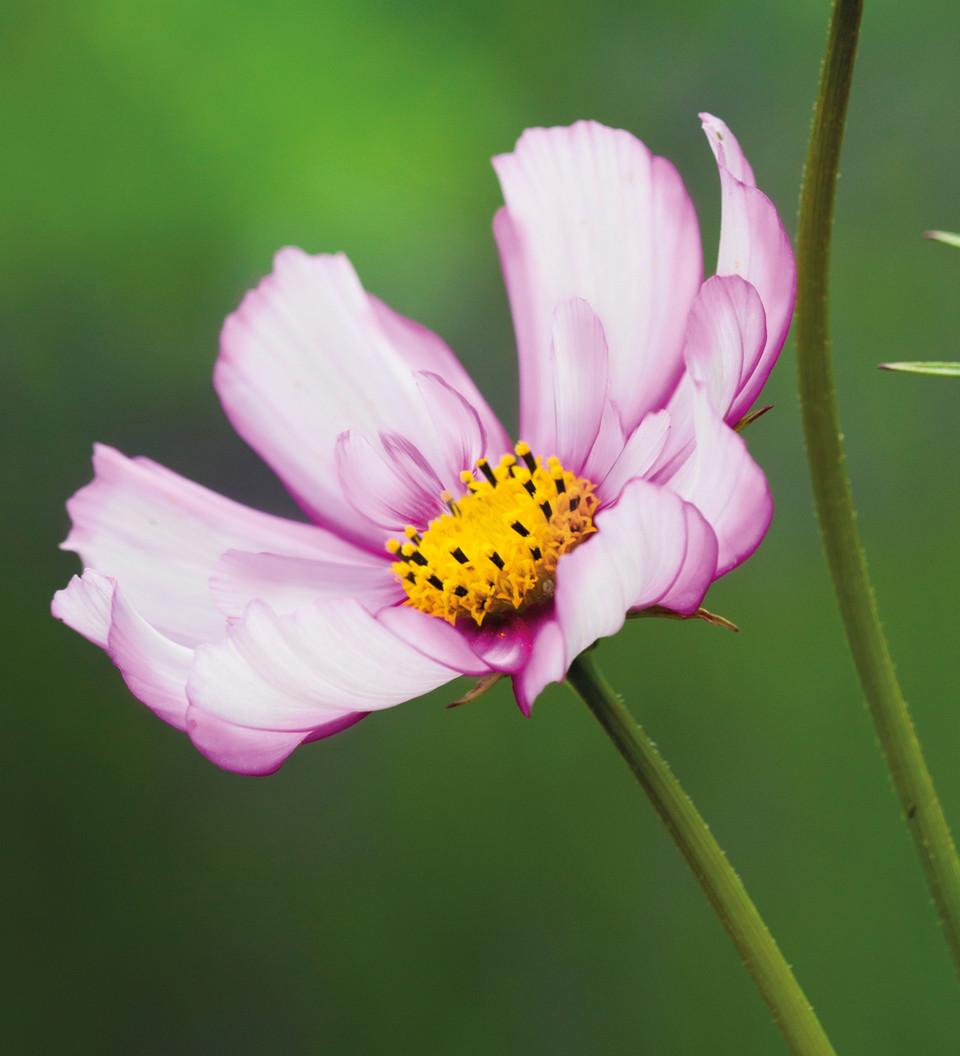 Buy Cosmos bipinnatus 'Fizzy Rose Picotee' | Sarah Raven