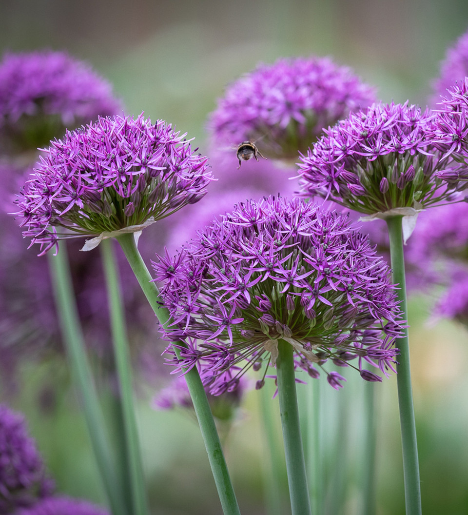 Buy Allium stipitatum 'Violet Beauty' | Sarah Raven