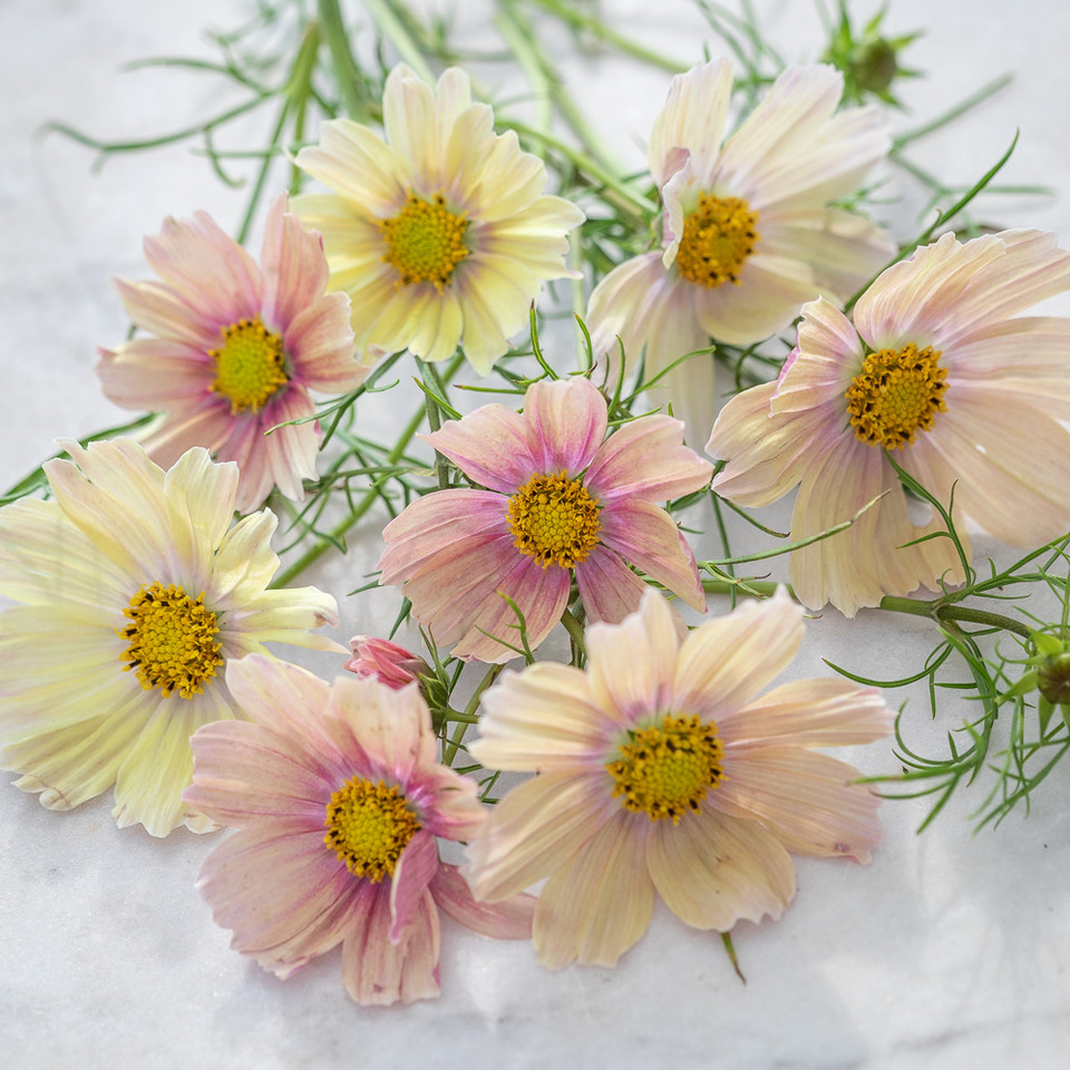 Buy Cosmos bipinnatus 'Apricot Lemonade' | Mexican Aster | Sarah Raven