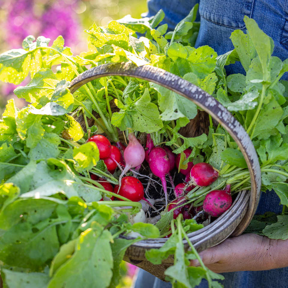 Buy Radish Mix | Radish Seeds | Sarah Raven
