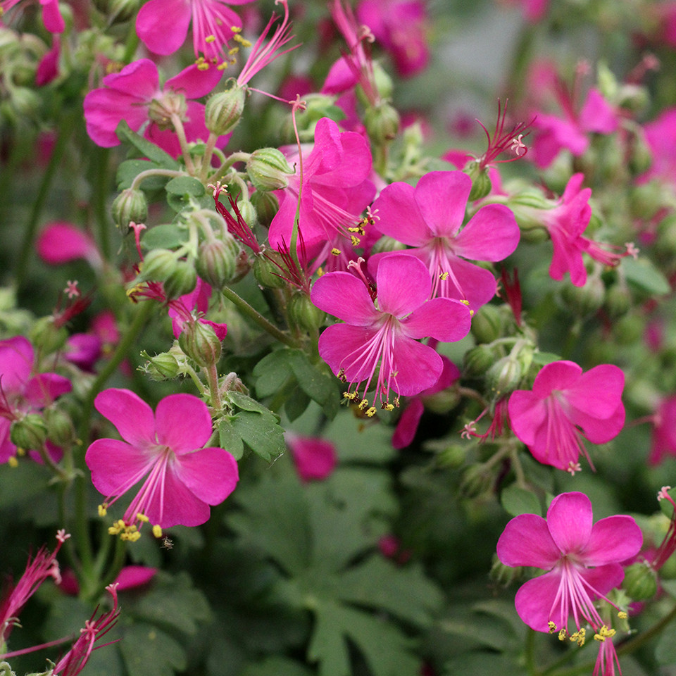 Buy Geranium x cantabrigiense 'Intense' | Cranesbill | Sarah Raven