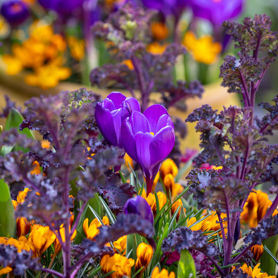 Buy Arthur's Jaffa Cake Crocus Collection | Orange Crocus Collection ...