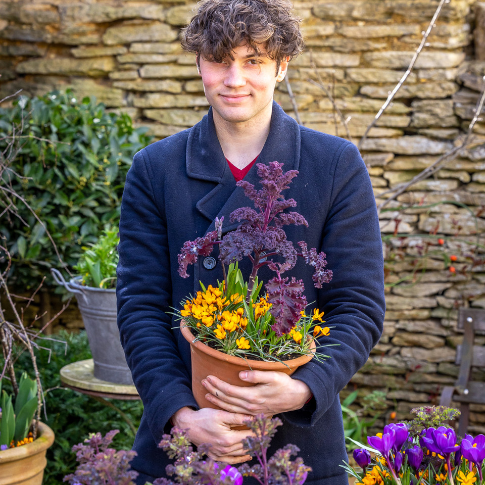 Buy Arthur's Jaffa Cake Crocus Collection | Orange Crocus Collection ...