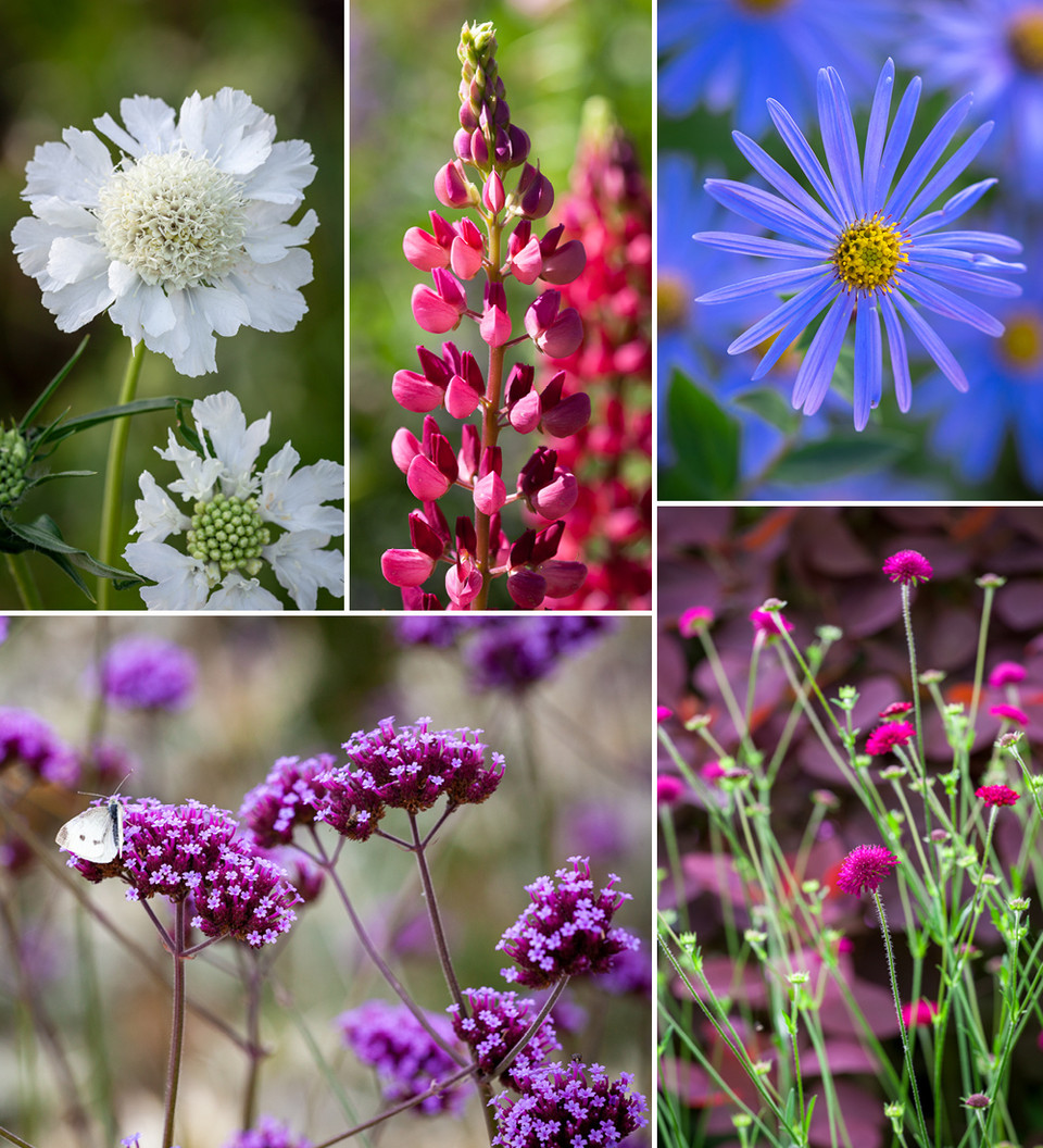 Buy The English Country Garden Border Collection | Country Garden ...