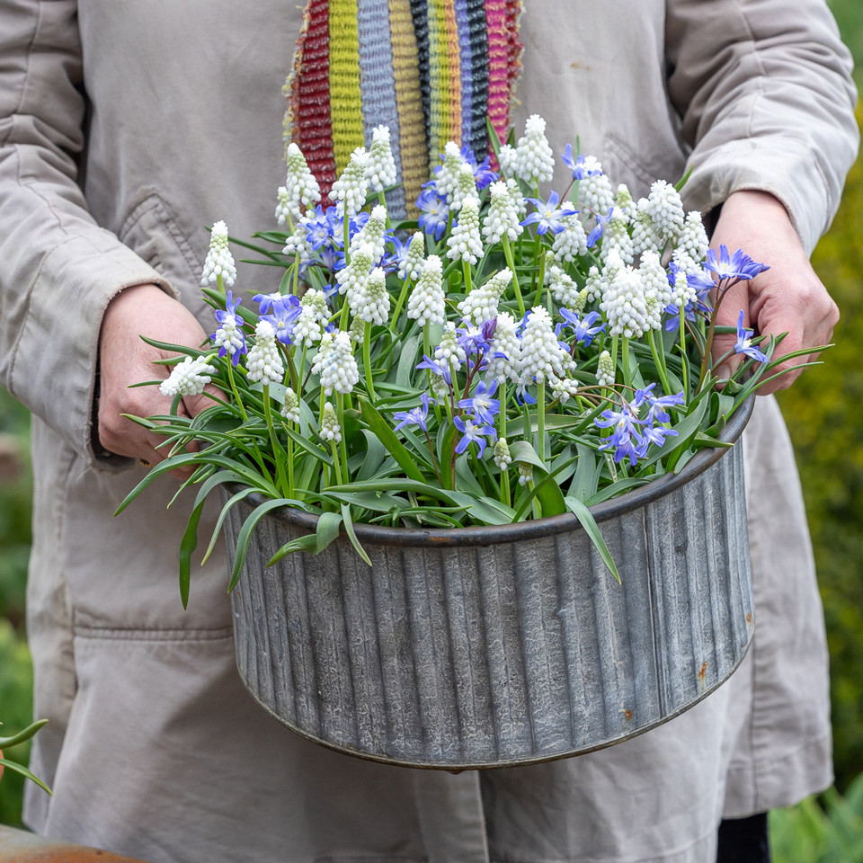 Spring Shade Mix in a Zinc Ribbed Planter | Pre-potted Chionodoxa ...