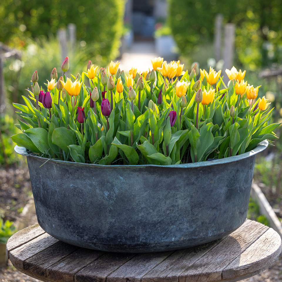 Buy March to May Tulip Collection | Bulb Collection | Sarah Raven