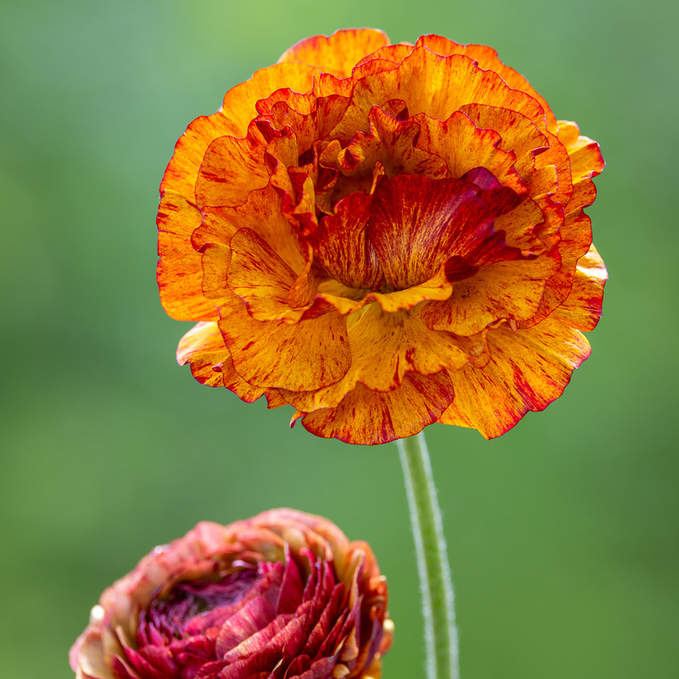 Buy Ranunculus asiaticus 'Aviv Picotee Café' (Aviv Series) | Persian ...