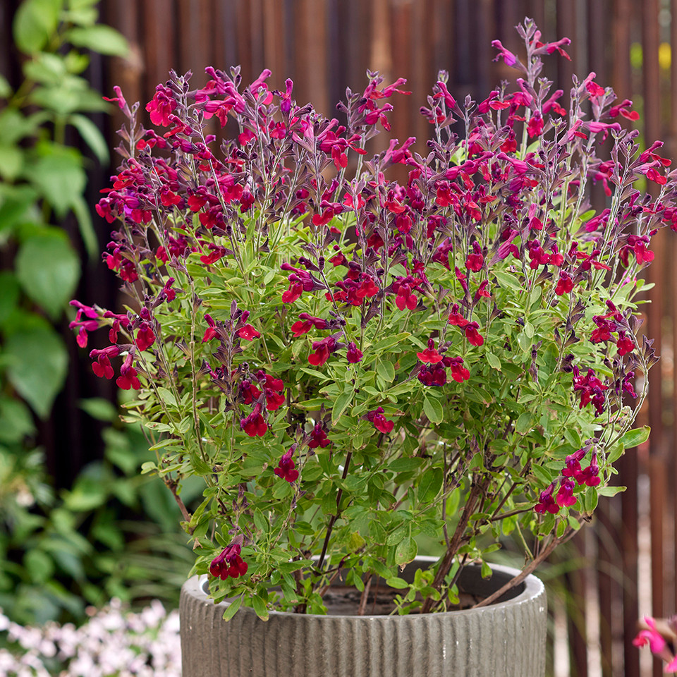 Buy Salvia jamensis 'Magical Zambezi' | Jame Sage | Sarah Raven