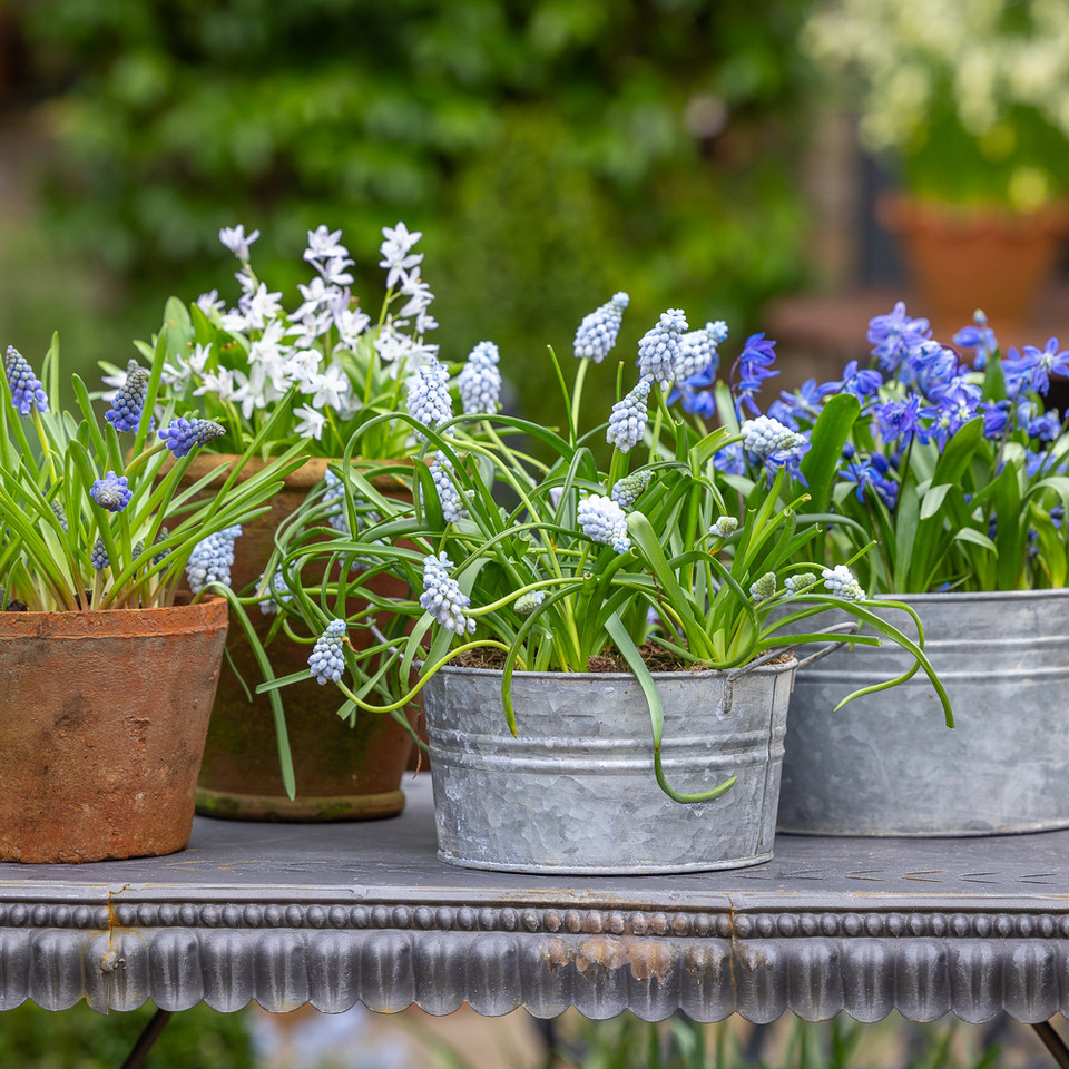 Town Garden Spring Pot Collection | Bulb Collection | Sarah Raven