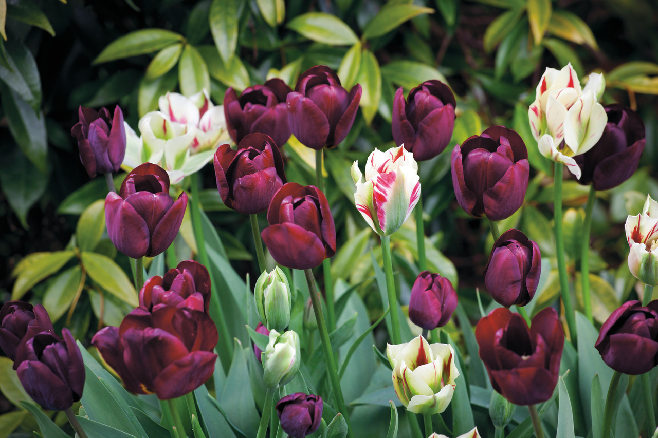 Perfect for pots collection | why Sarah loves this - Sarah Raven