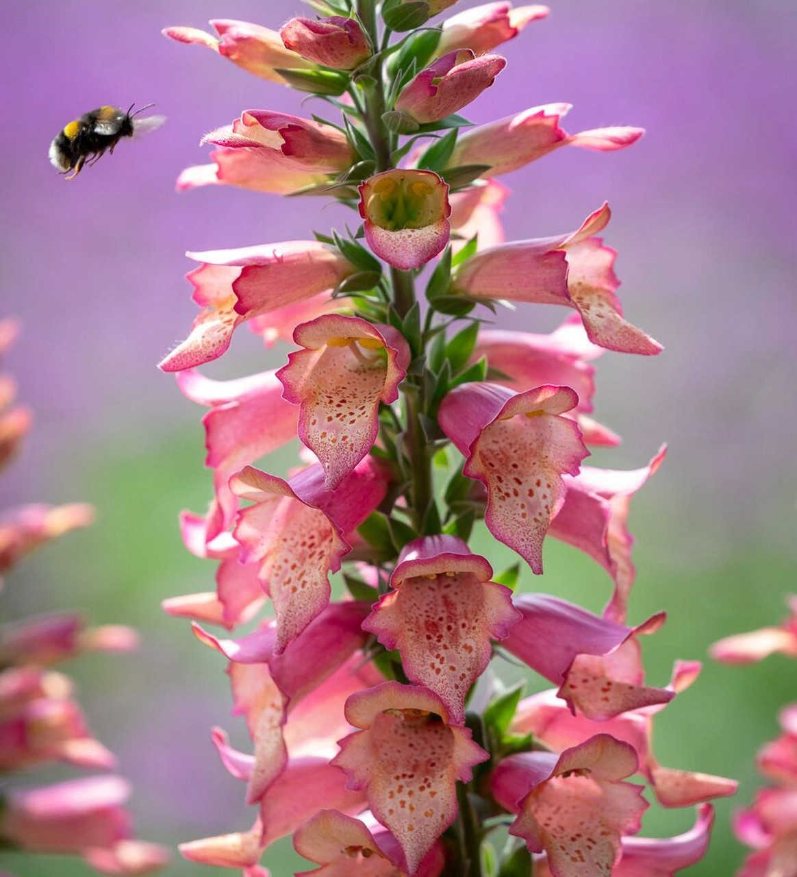 top 10 plants for pollinators - Sarah Raven