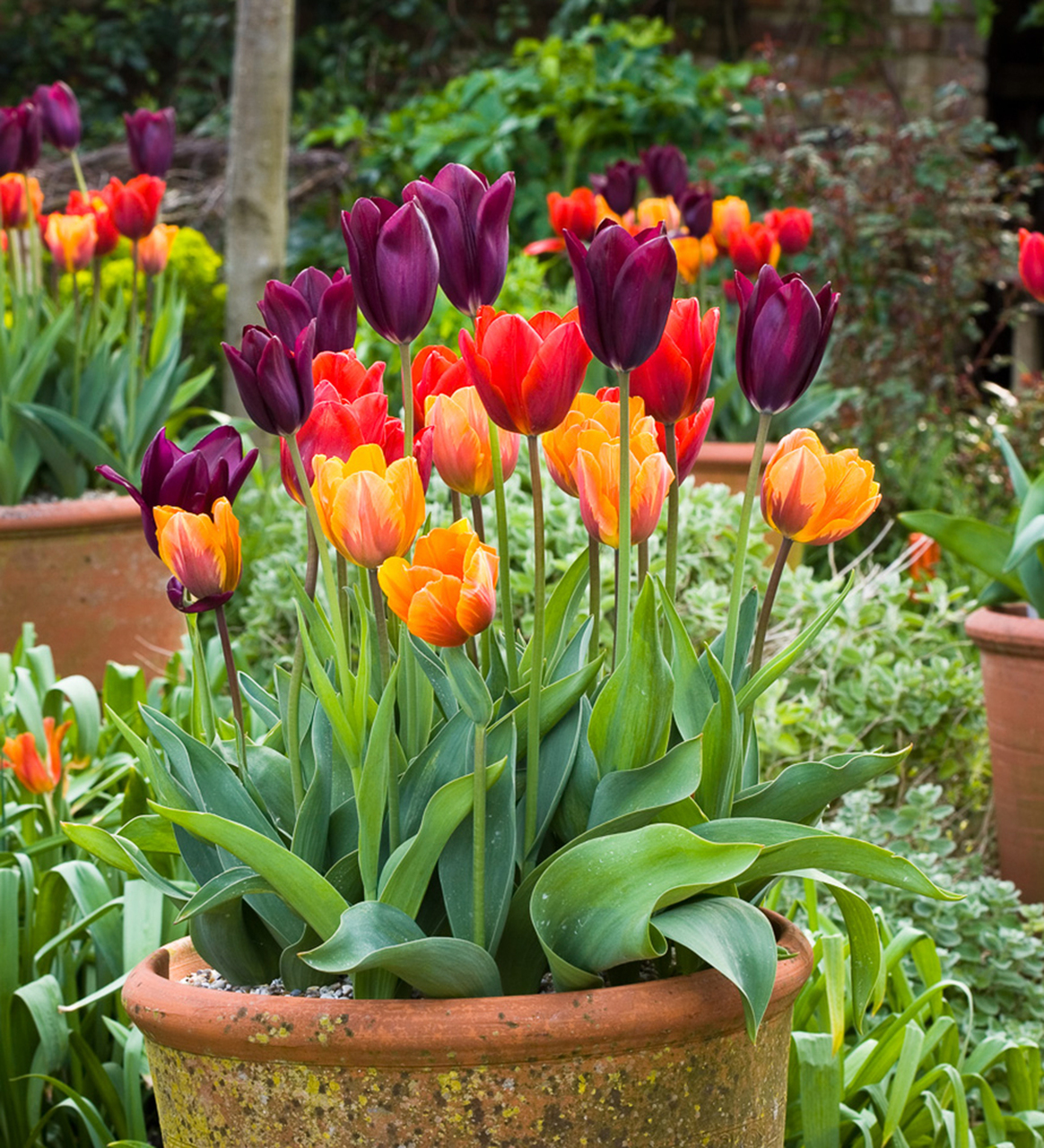 Venetian tulip collection | why Sarah loves this - Sarah Raven