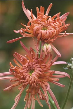 Chrysanthemums as Cut Flowers | Sarah Raven