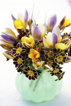 the daintiest new crocus varieties - Sarah Raven