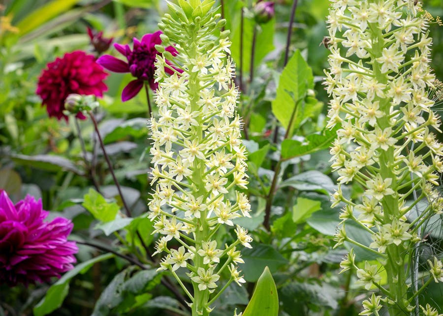 How to Plant, Grow & Care for Eucomis | Sarah Raven