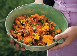 a beginner's guide to healing plants - Sarah Raven