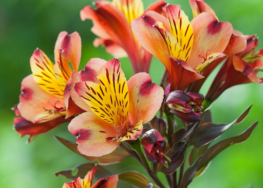 How to Plant, Grow & Care for Alstroemerias | Sarah Raven