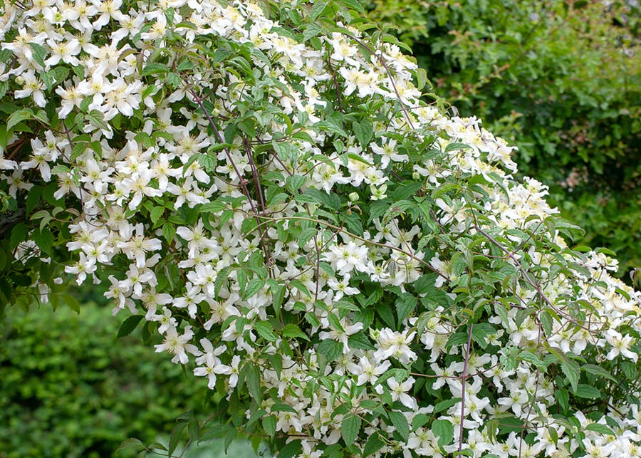How to Plant, Grow & Care for Clematis | Sarah Raven