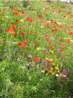 how to sow your own pictorial meadow - Sarah Raven