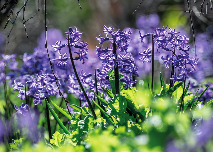 How to Plant, Grow & Care for Hyacinths | Sarah Raven