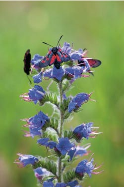 creating an insect haven - Sarah Raven