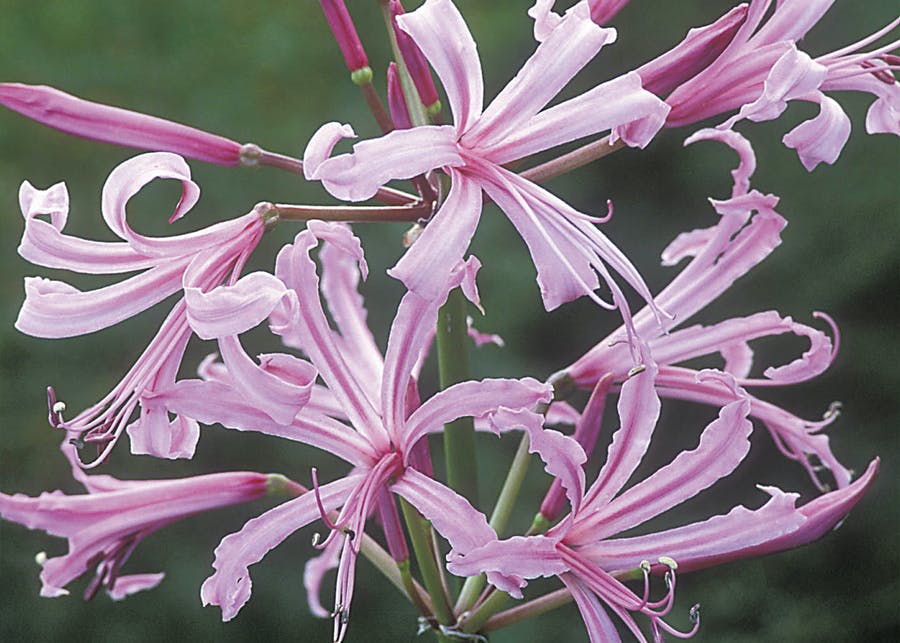 How to Plant, Grow & Care for Nerines | Sarah Raven