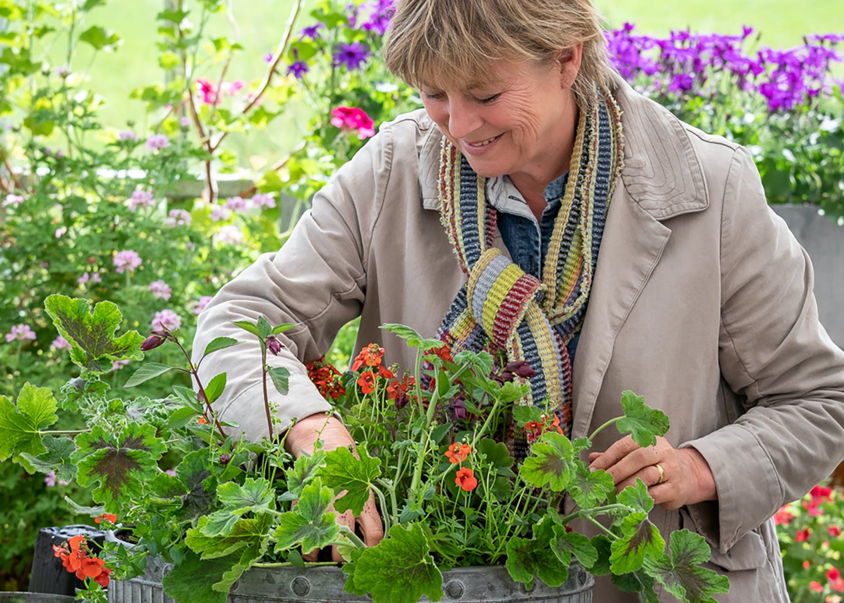 How to Plant, Grow & Care for Pelargoniums | Sarah Raven