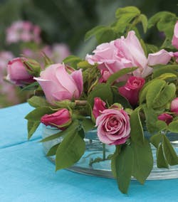 top tips for picking and arranging roses - Sarah Raven