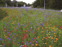 How To Create A Mini Wild Flower Meadow | Sarah Raven