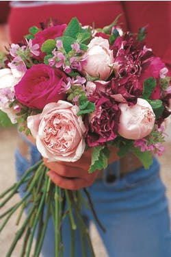sarah’s top roses for cutting - Sarah Raven
