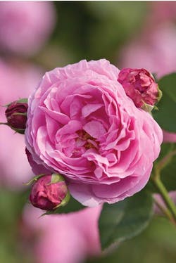 top cut flower roses by country roses - Sarah Raven