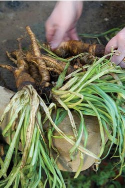 Marni's Salsify Recipe | Sarah Raven