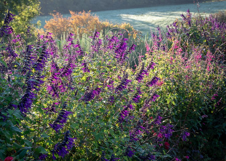 How to Plant, Grow & Care for Salvias | Sarah Raven