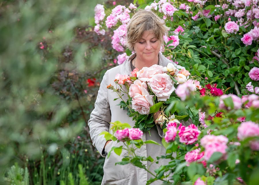 How to Plant, Grow & Care for Roses | Sarah Raven