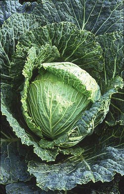 Sweet & Sour Marinated Cabbage Recipe | Sarah Raven