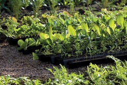 sowing seeds into gutterpipes - Sarah Raven