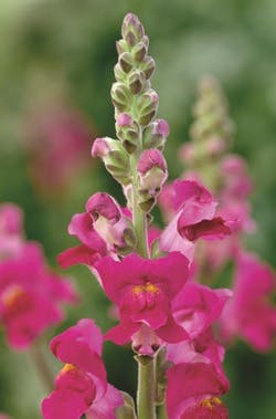 the wild flowers of sicily - Sarah Raven