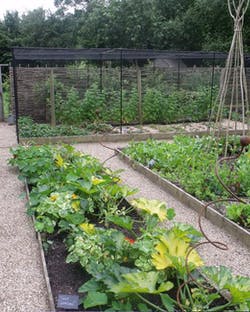 creating the perfect veg patch - Sarah Raven