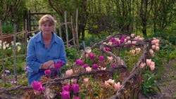 gardening at home with sarah | tulips at perch hill - Sarah Raven