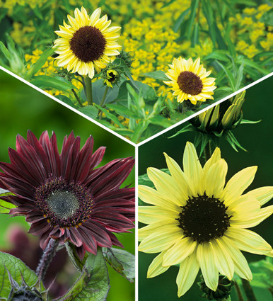 Sunflower Seed Collection | Sarah Raven
